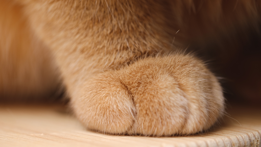 Best Cat Litter for Sensitive Paws: Comfort & Health Guide