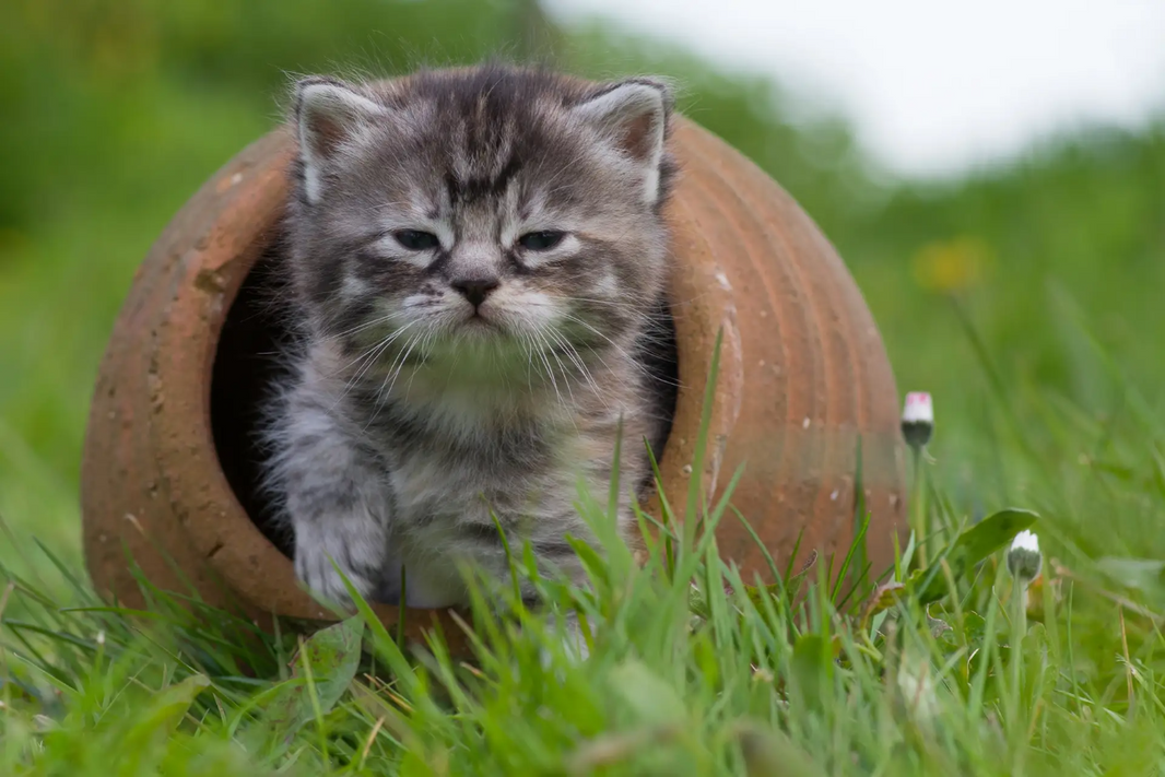 Anyone who shares a home with cats knows a smelly litter box can ...