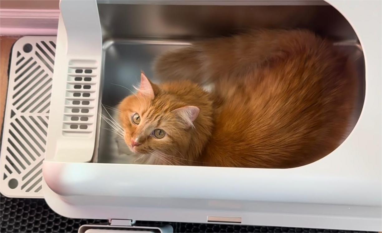 Guide to Choosing the Perfect Stainless Steel Litter Box for Your Cat