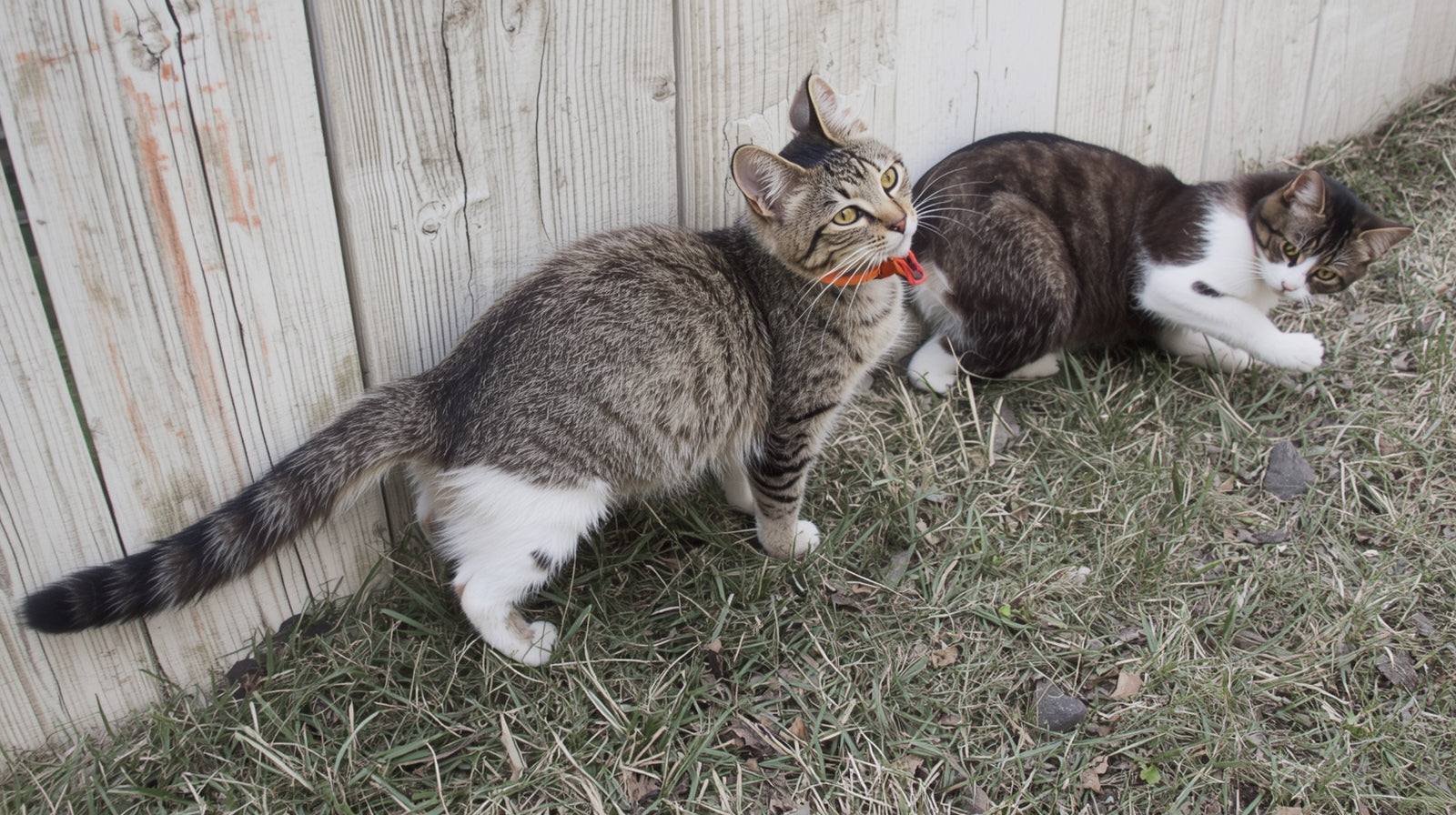Furrbby XL vs. XXL: A Simple Size & Feature Guide